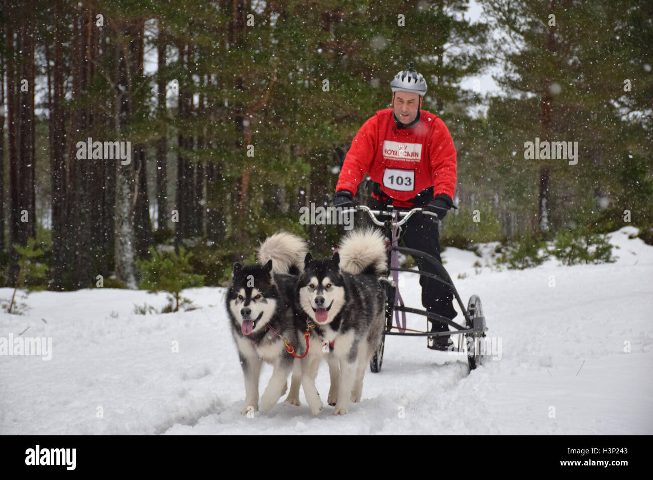 Dogs pulling racing sled Stock Photo - Alamy