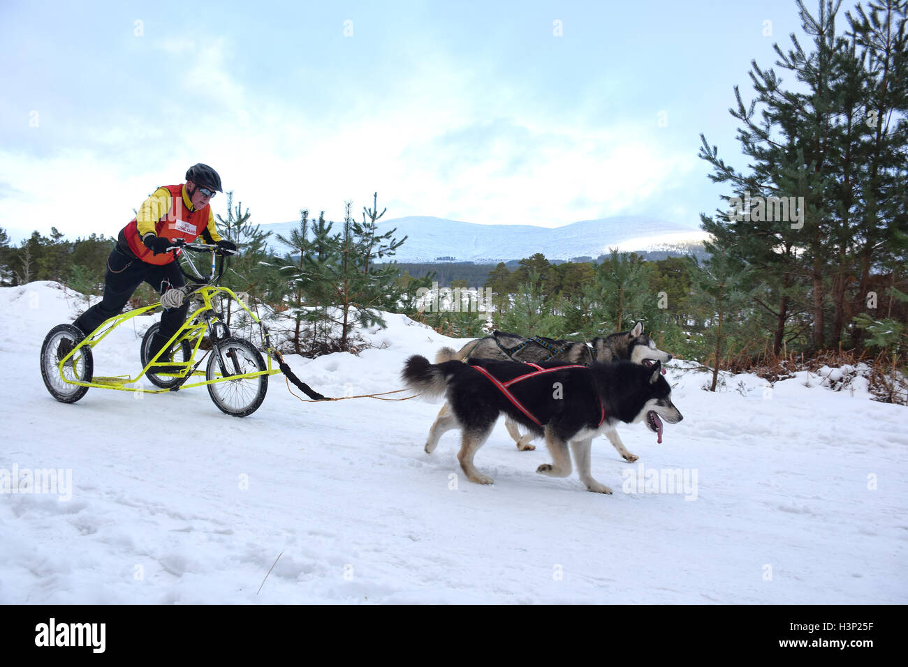 Dogs pulling racing sled Stock Photo - Alamy