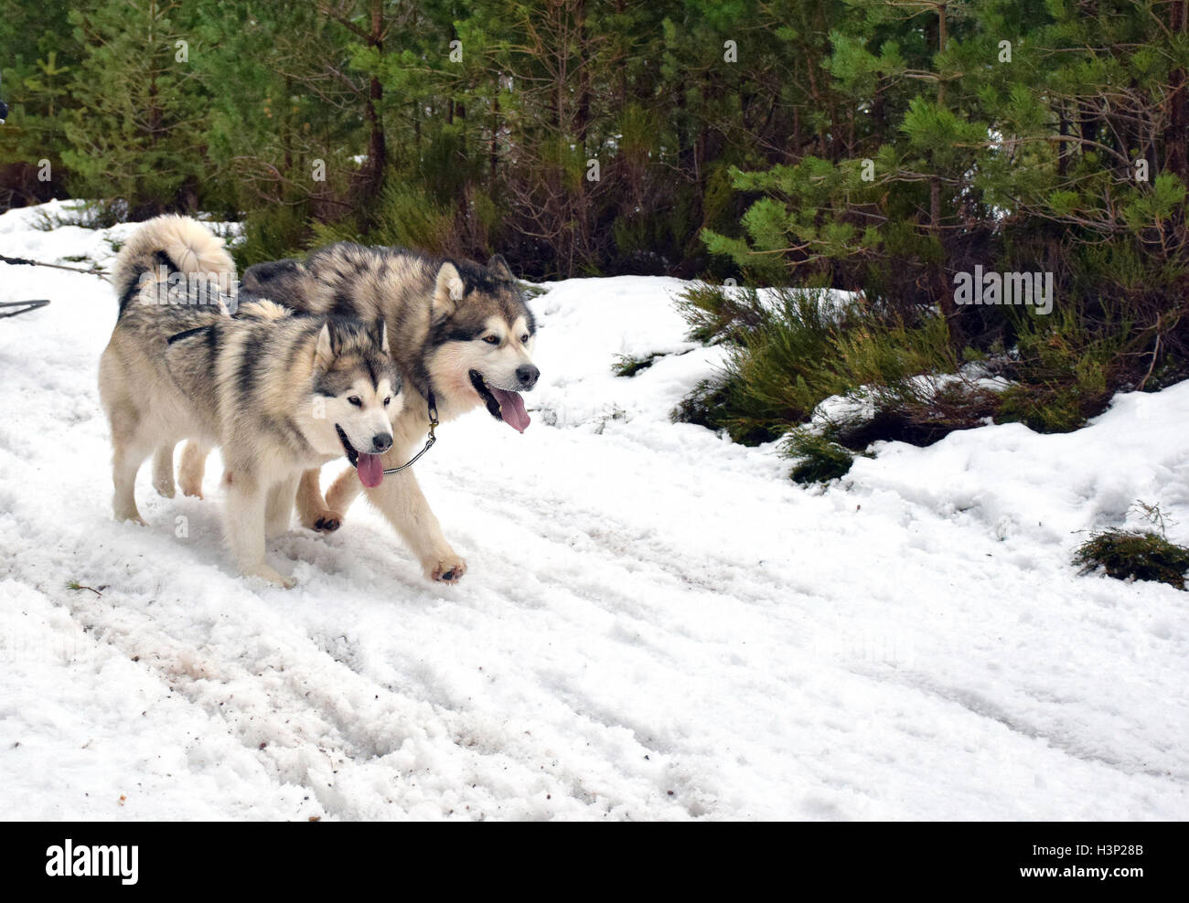 Sled Dogs in Snow Stock Photo - Alamy