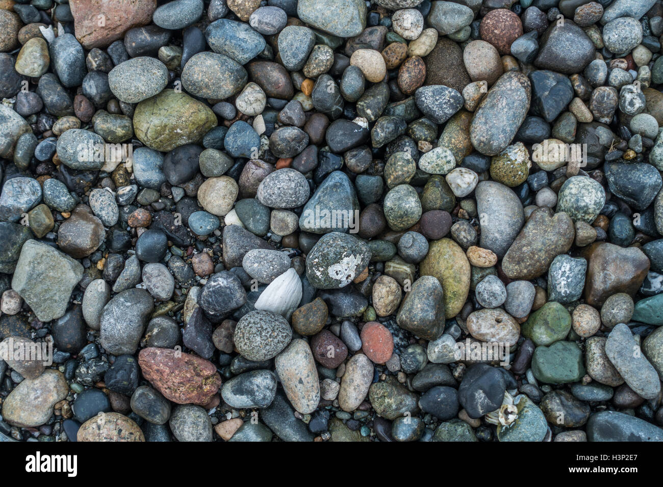 Pacific Northwest shoreline rocks. Macro image Stock Photo - Alamy
