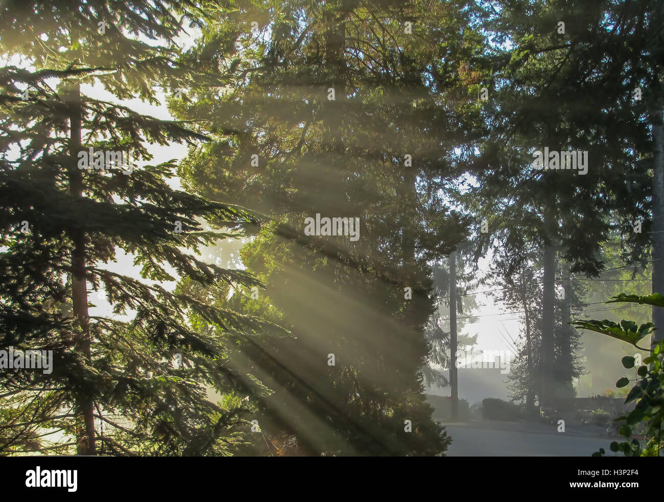 Rays of light shine through tree branches Stock Photo - Alamy