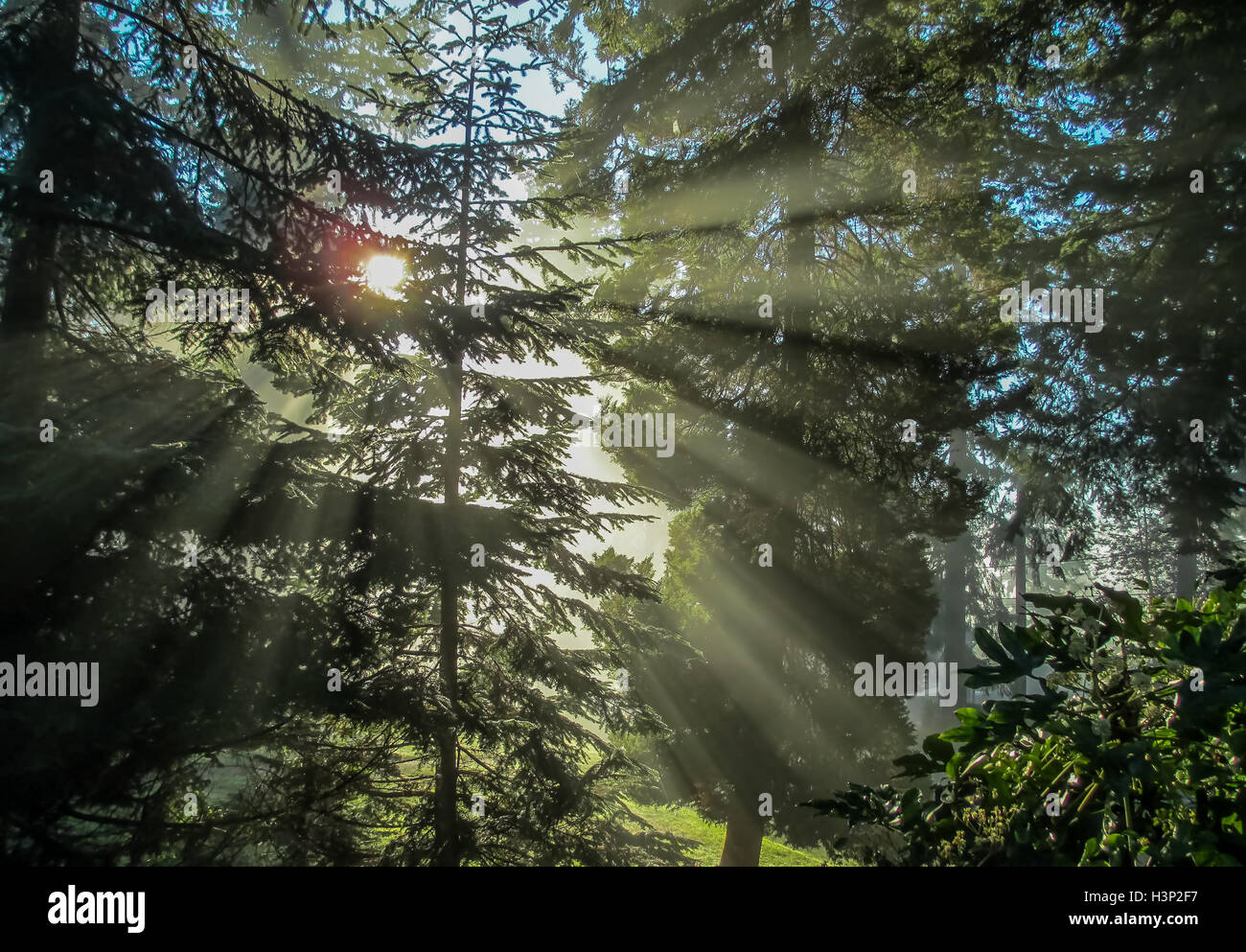 Rays of light through tree branches Stock Photo - Alamy