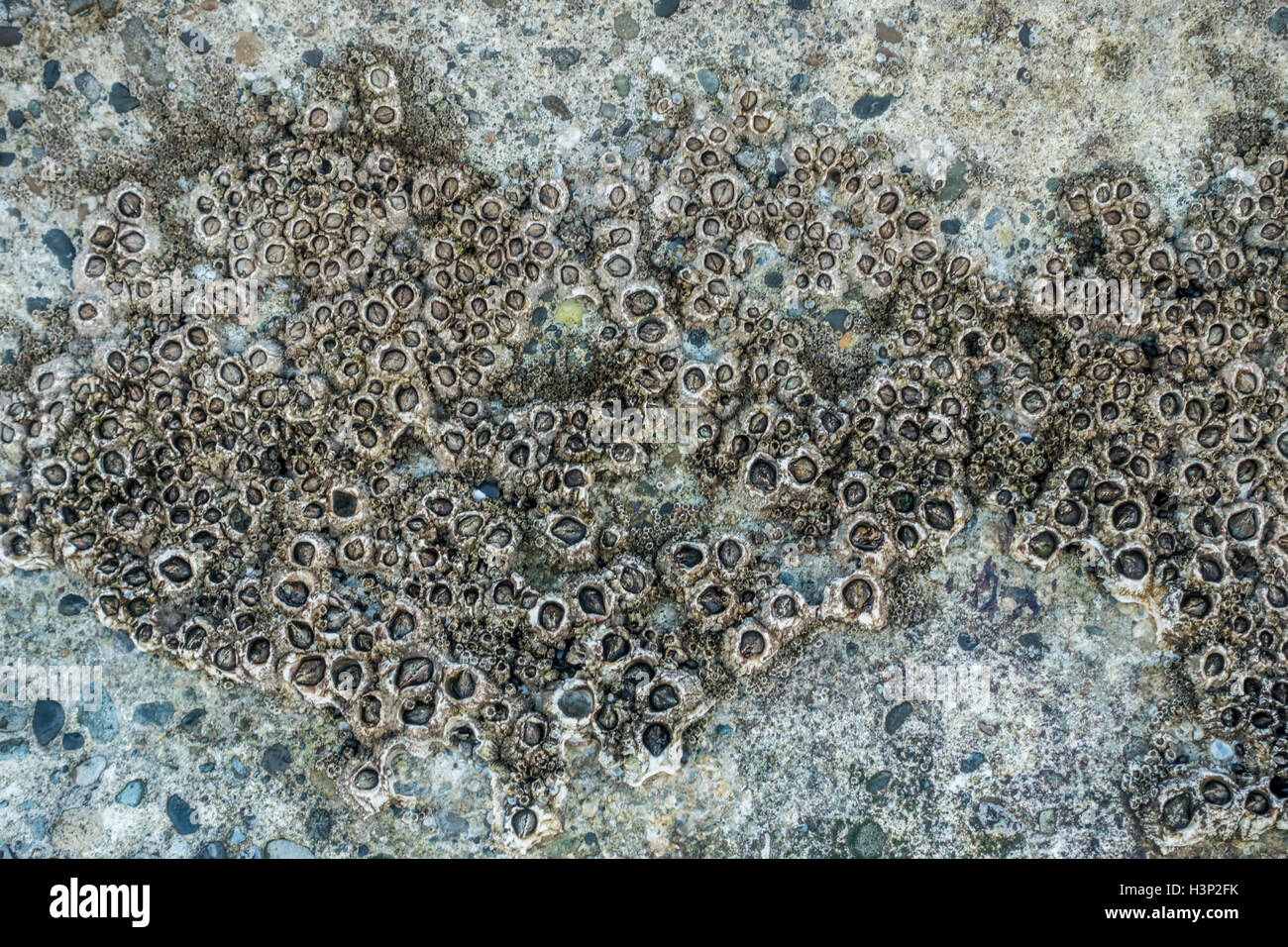 Barnacles on rock closeup Stock Photo - Alamy