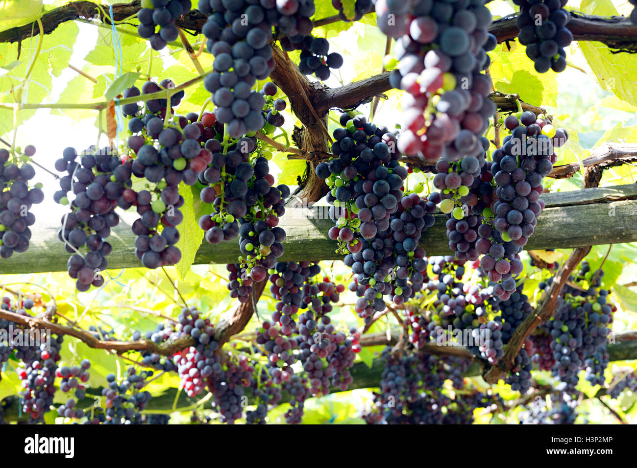Hanging red grape vines Stock Photo - Alamy