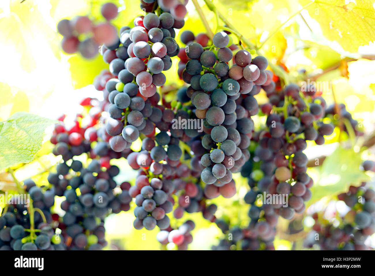 Hanging red grape vines Stock Photo - Alamy