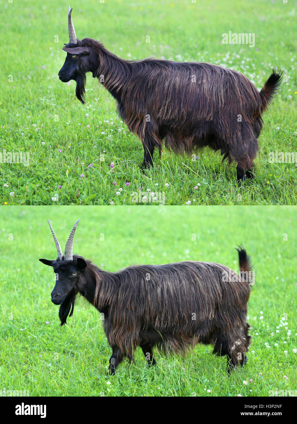 Beautiful black goat Stock Photo - Alamy