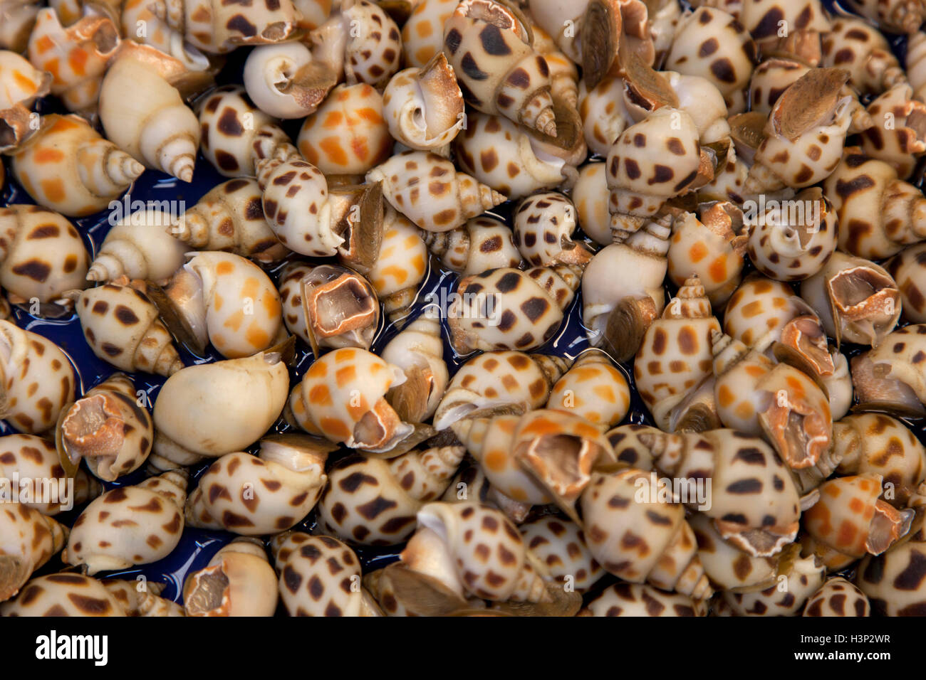 Seashells for sale at a market in Bangkok in Thailand Stock Photo - Alamy
