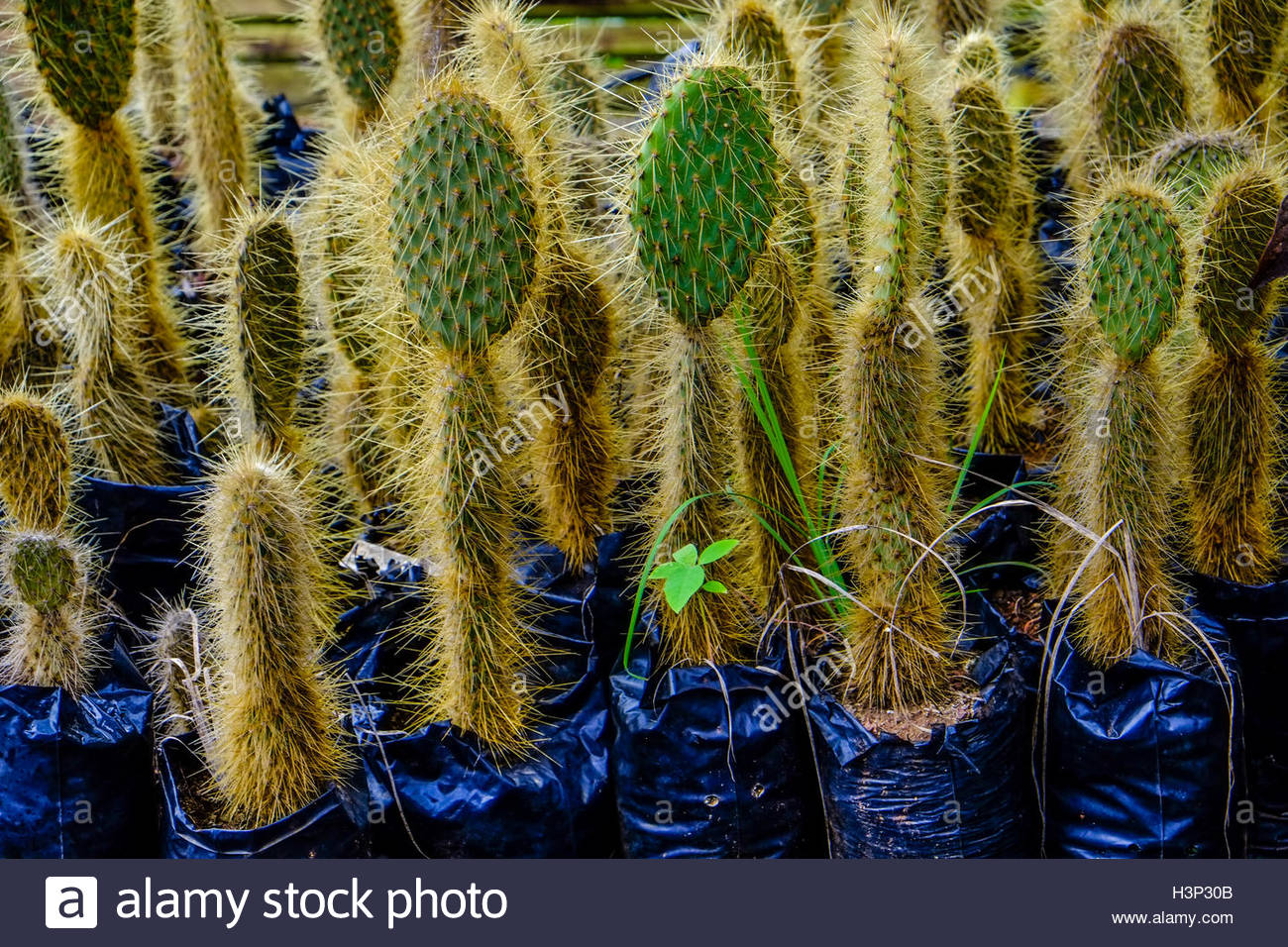 Pear Seedling Stock Photos & Pear Seedling Stock Images - Alamy