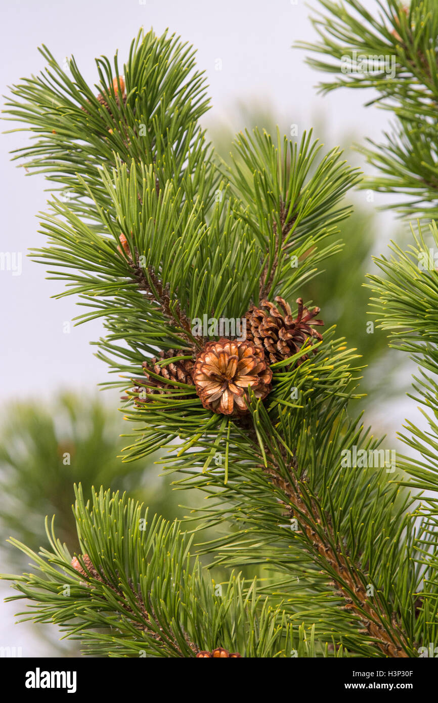 Scots pine branch cones hi-res stock photography and images - Alamy