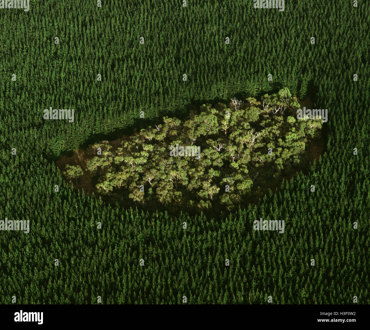 Remnant of native forest in a pine plantation Stock Photo - Alamy