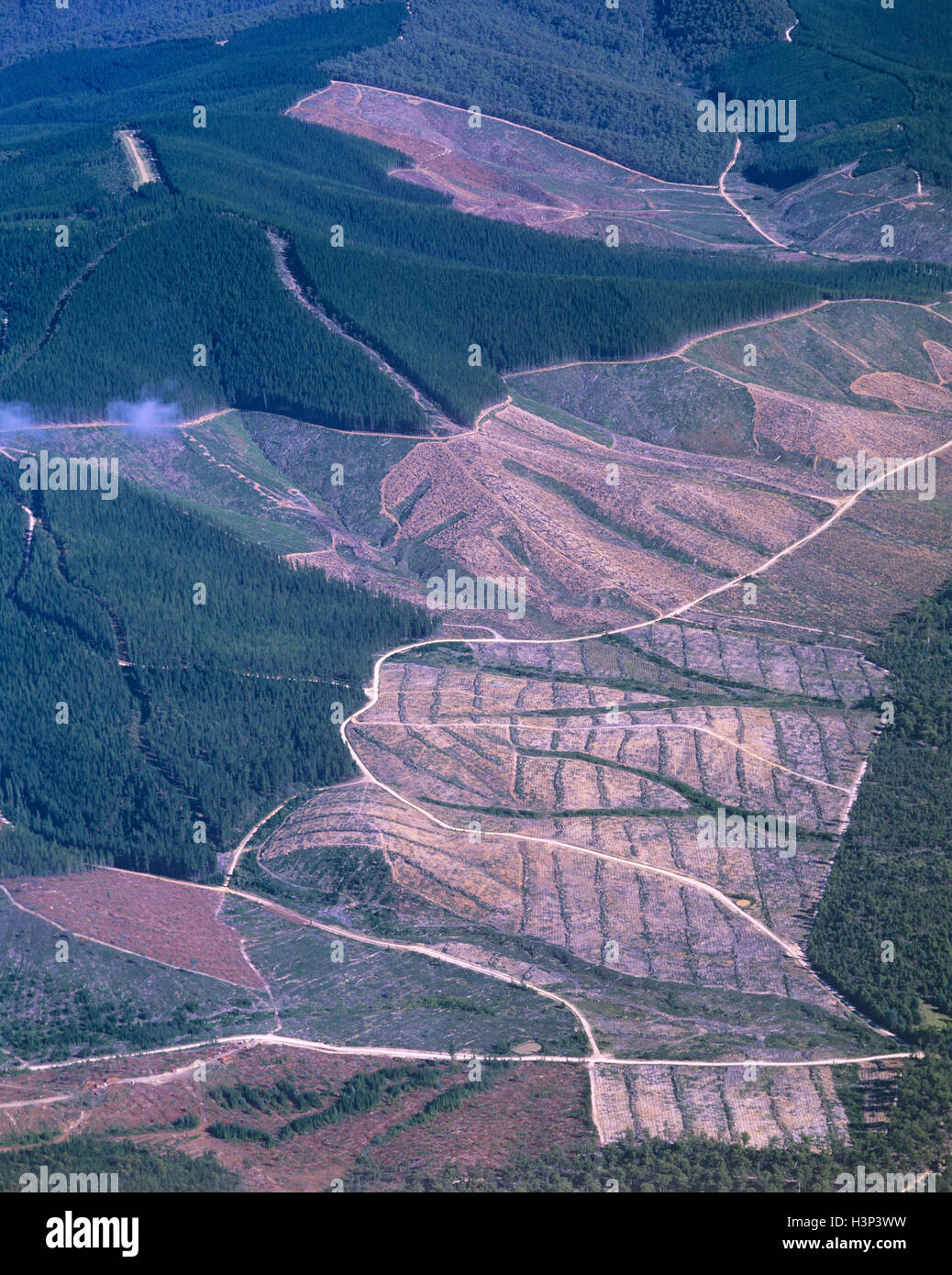 Eucalypt forest cleared for pine plantation Stock Photo - Alamy