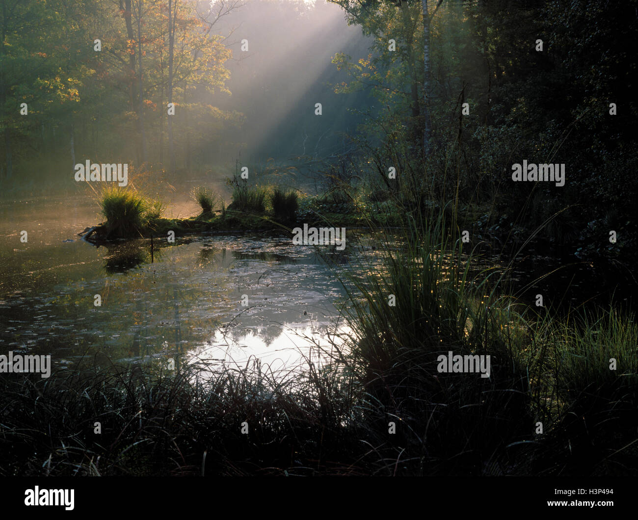 Swamp poland trees hi-res stock photography and images - Alamy