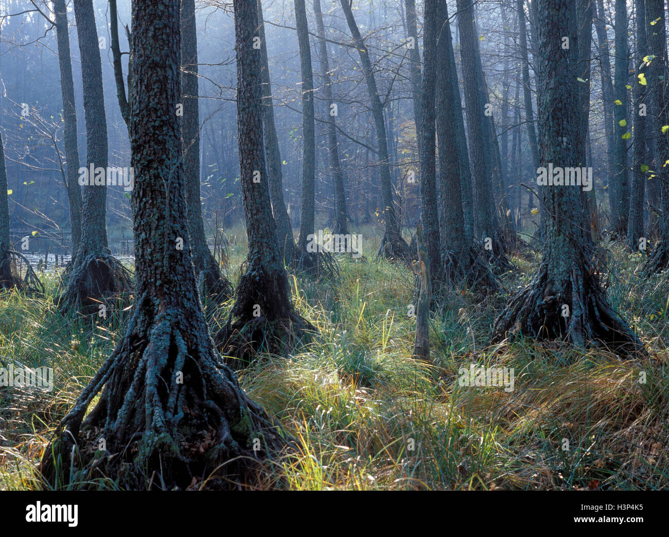 Alder tree wood hi-res stock photography and images - Alamy