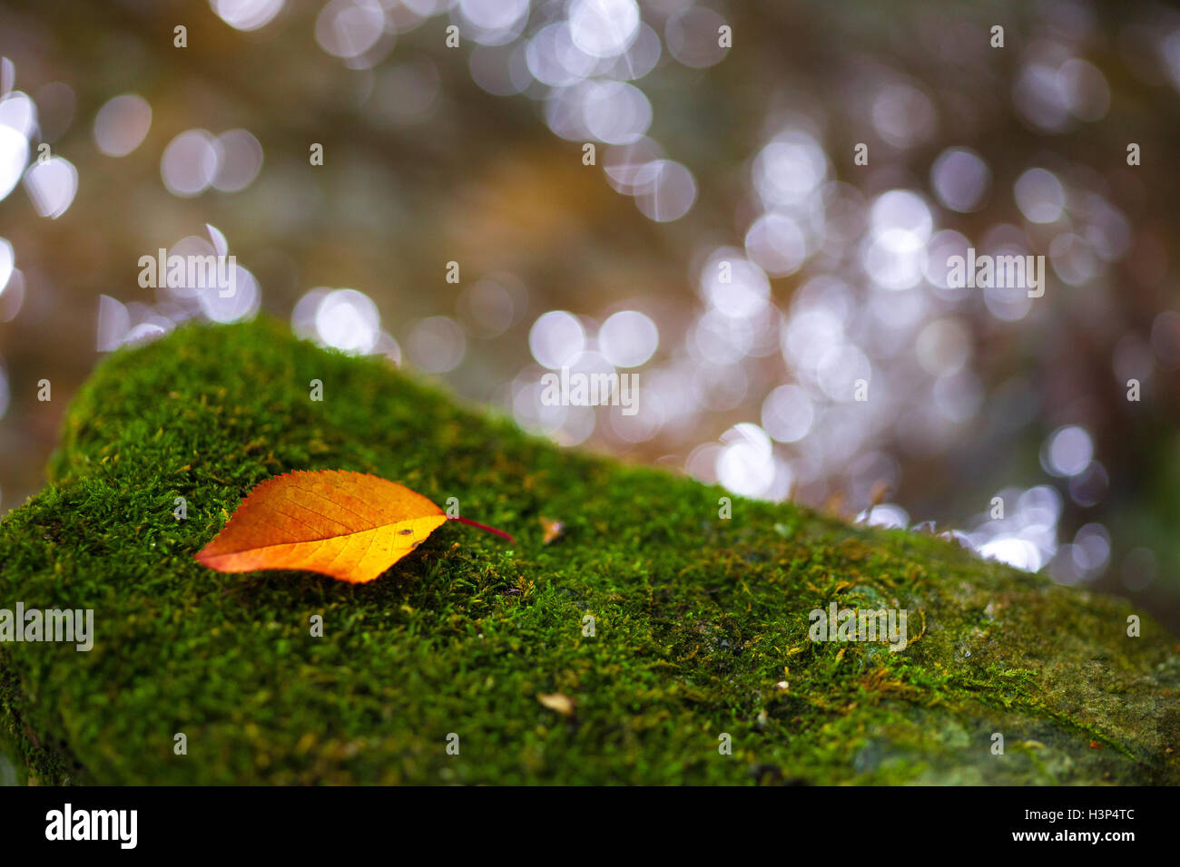 Fallen leaf on moss patch Stock Photo - Alamy