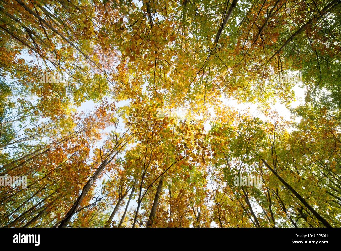 Colors of autumn Stock Photo - Alamy