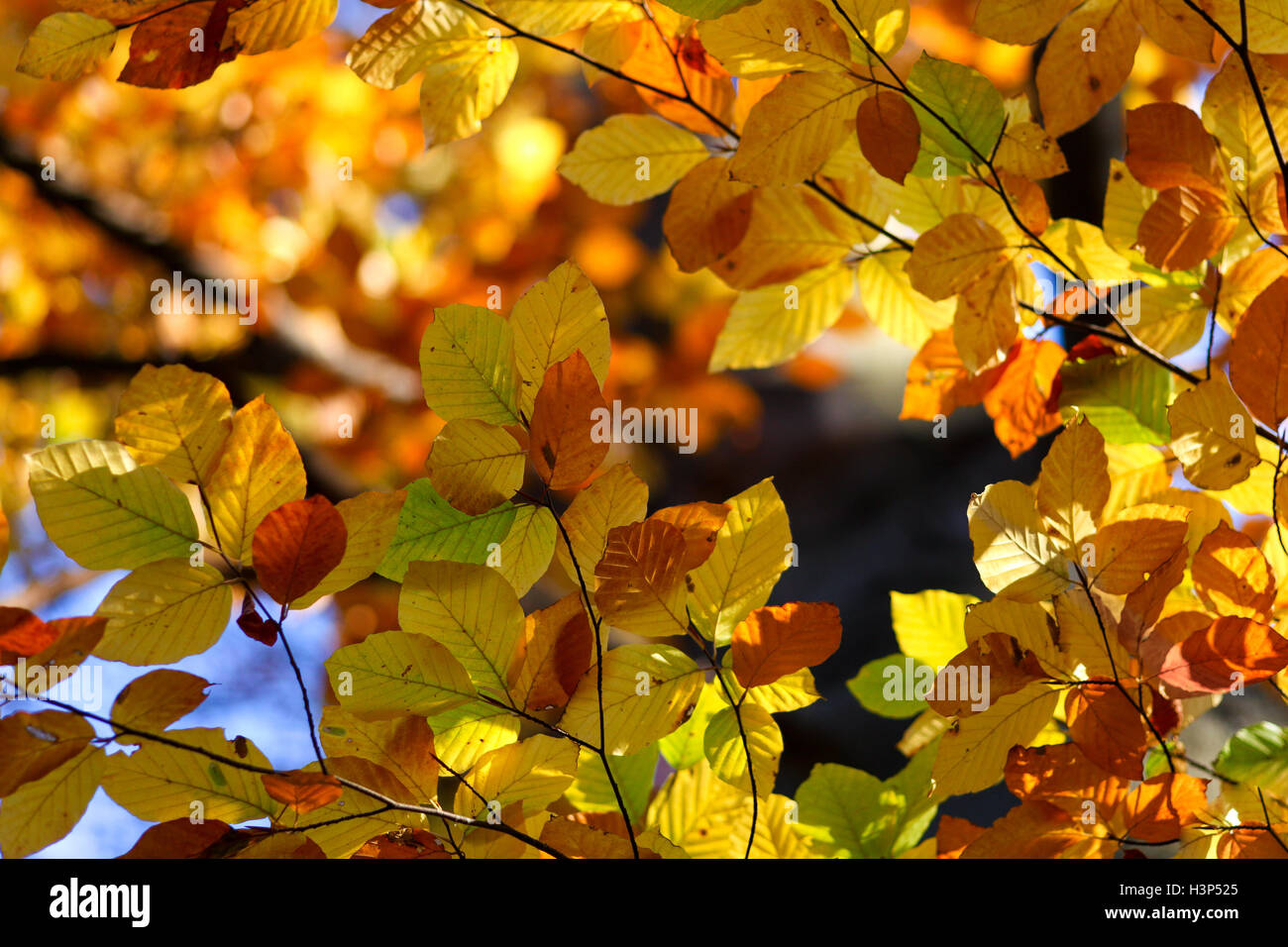 Autumn multi color leaves Stock Photo - Alamy