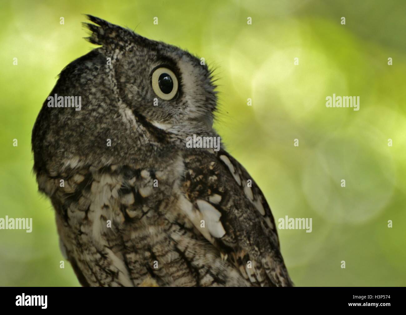 An Eastern Screech Owl (Megascops asio) in Florida Stock Photo - Alamy