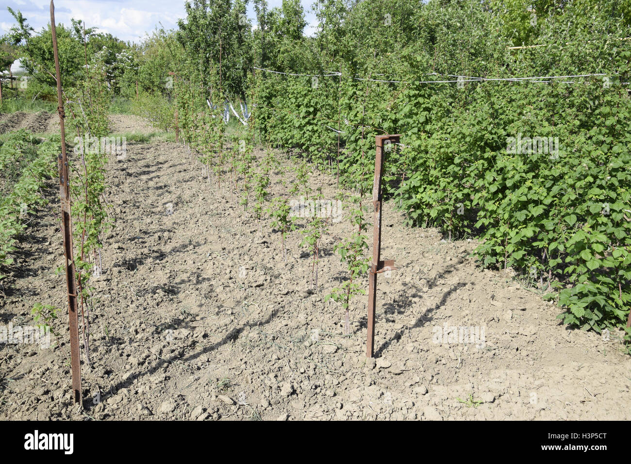The beds raspberries. The stems of raspberries on a trellis Squirting ...