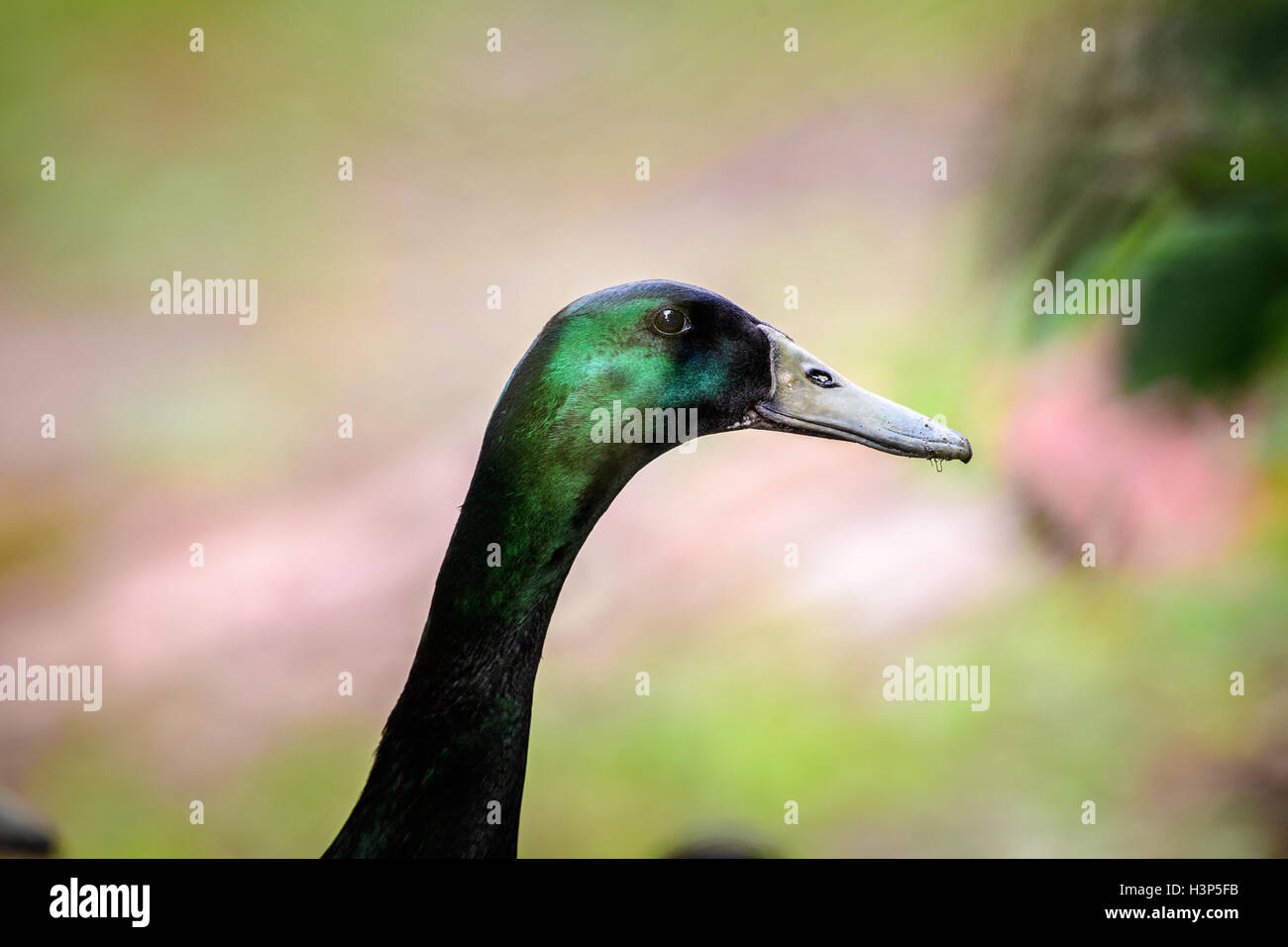 Indian runner drake explores the garden Stock Photo - Alamy