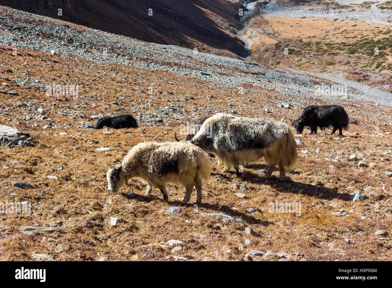 Yak herd grazing withered grass Stock Photo - Alamy