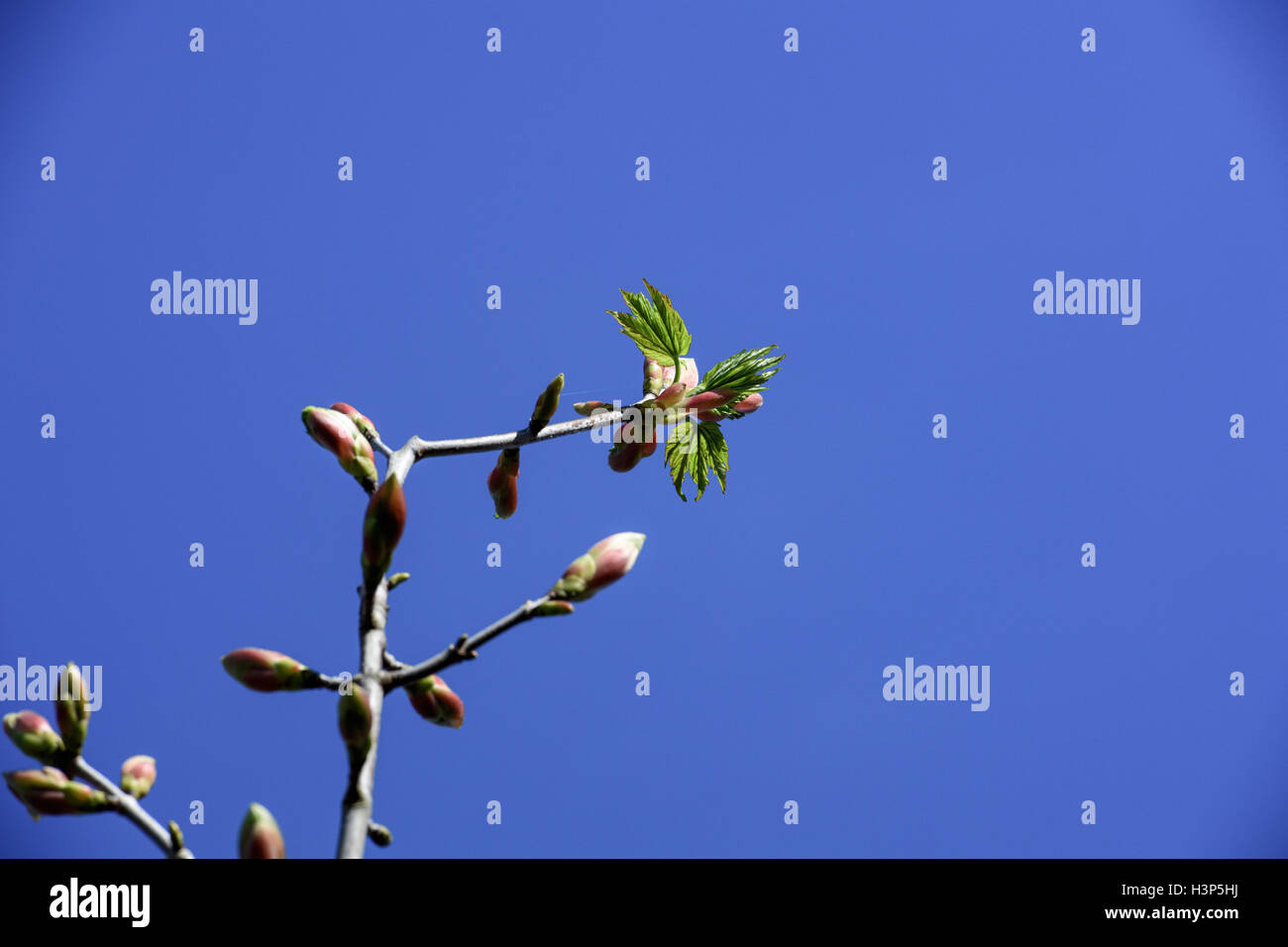 Spring buds bursting into leaf Stock Photo - Alamy