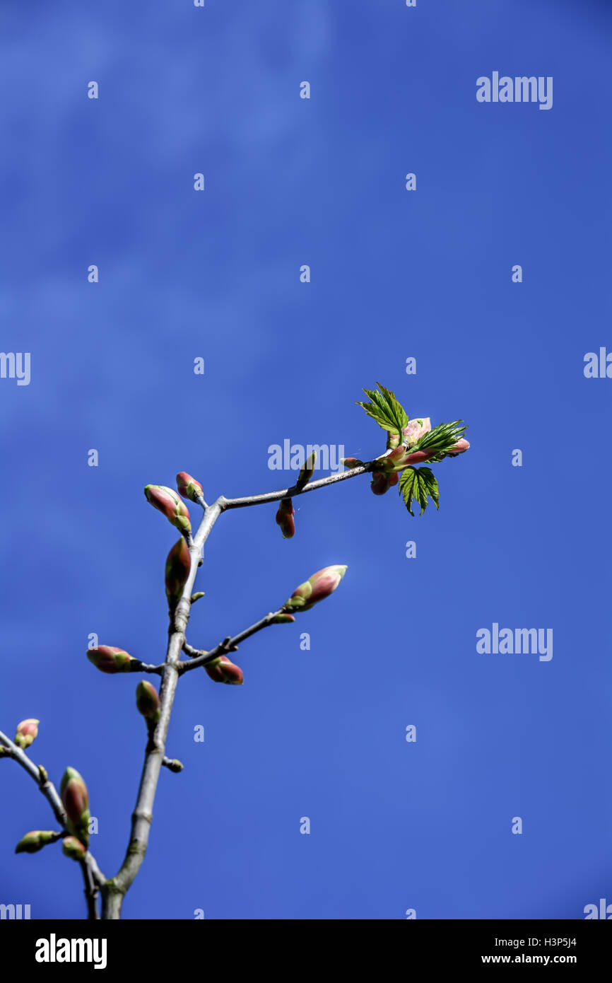 Spring buds bursting into leaf Stock Photo - Alamy