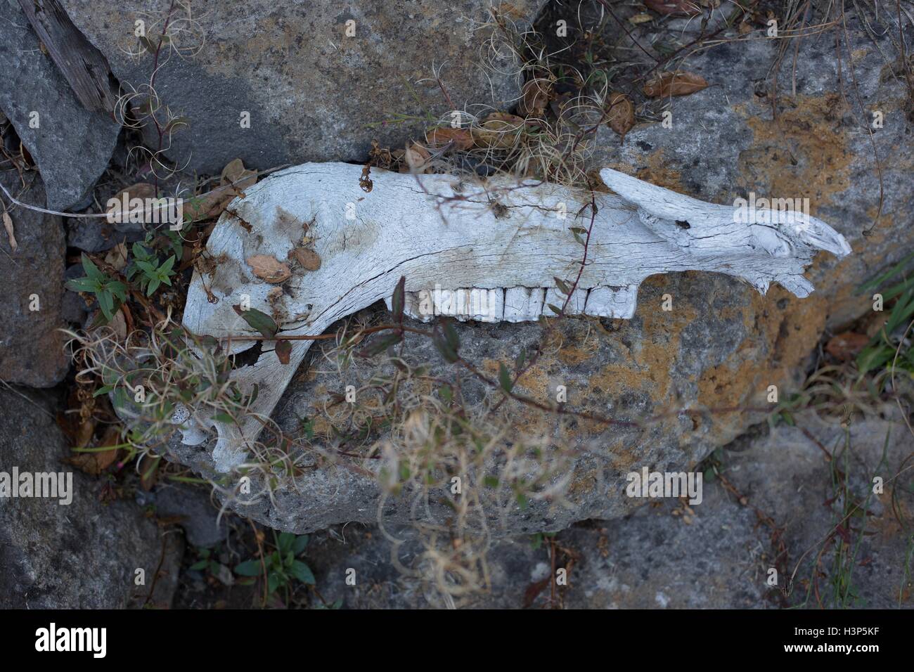 An old jaw bone from a cow Stock Photo - Alamy