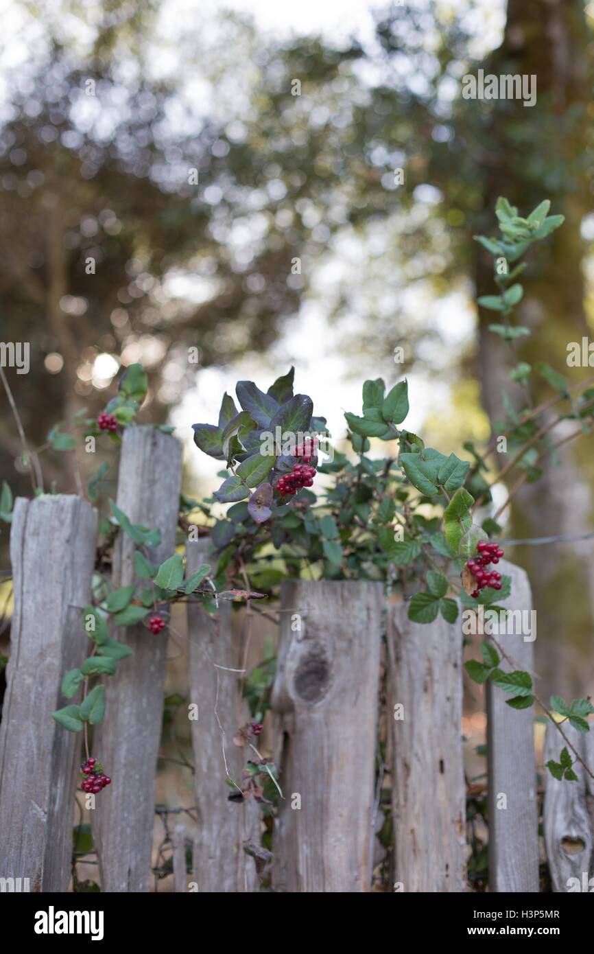 Vine growing on fence hi-res stock photography and images - Alamy