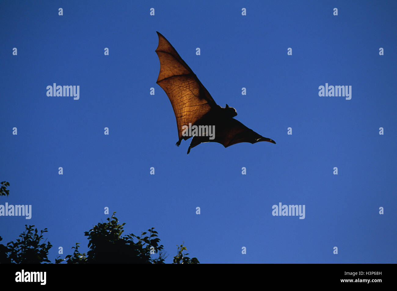 Grey flying fox hi-res stock photography and images - Alamy