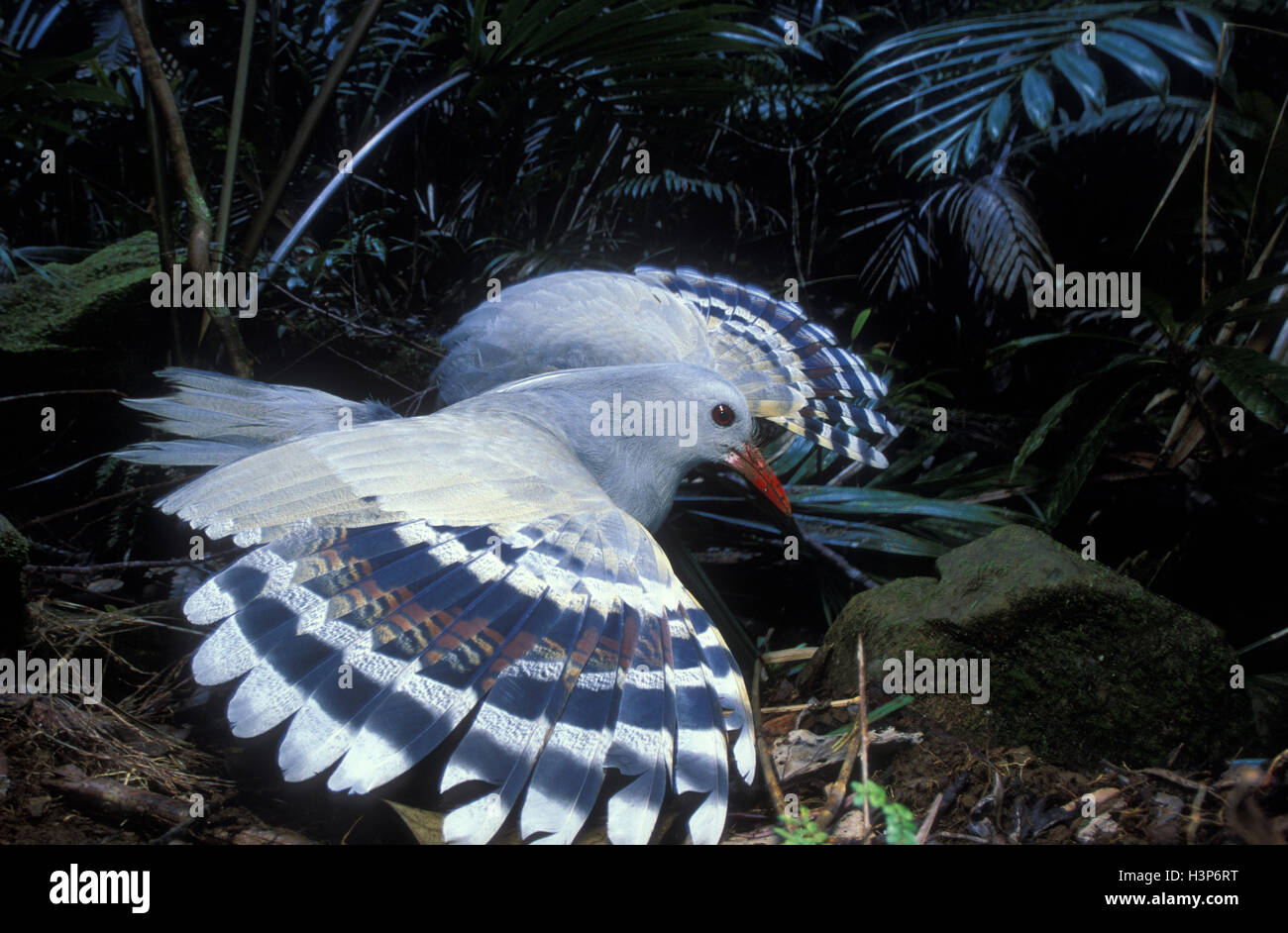 Kagu (Rhynochetos jubatus Stock Photo - Alamy