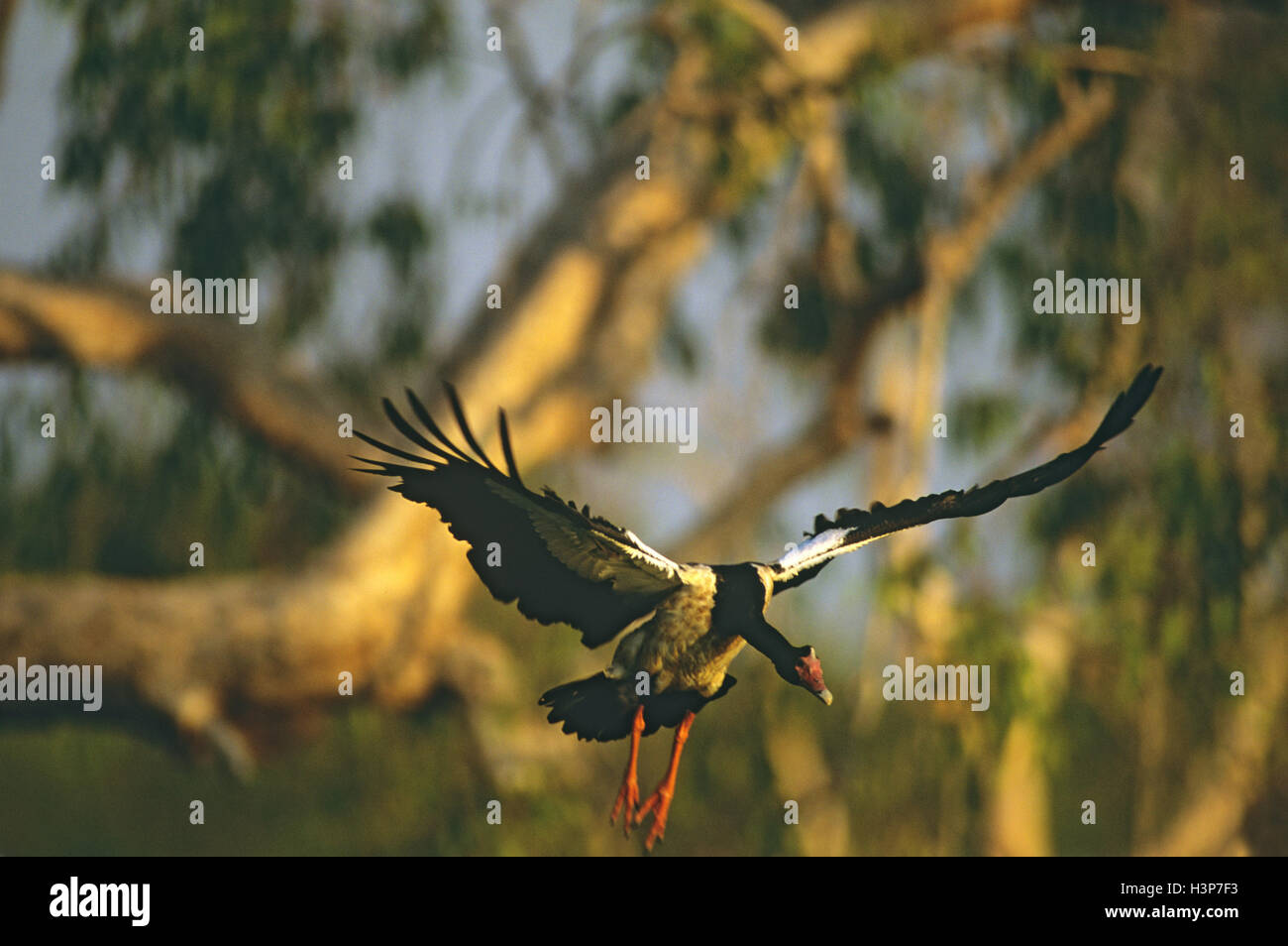 Australian magpie flying hi-res stock photography and images - Alamy