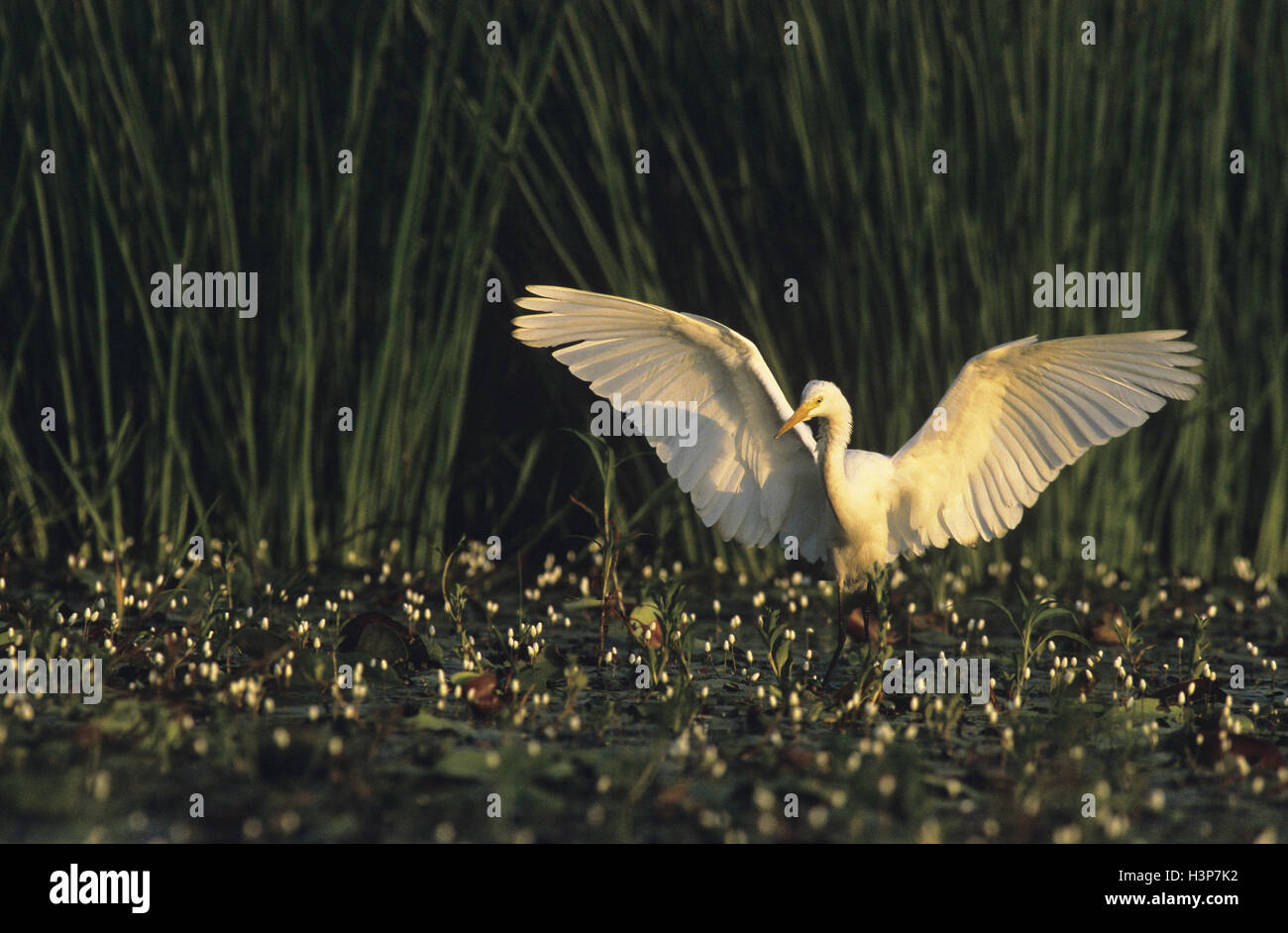 Intermediate egret (Mesophoyx intermedia Stock Photo - Alamy