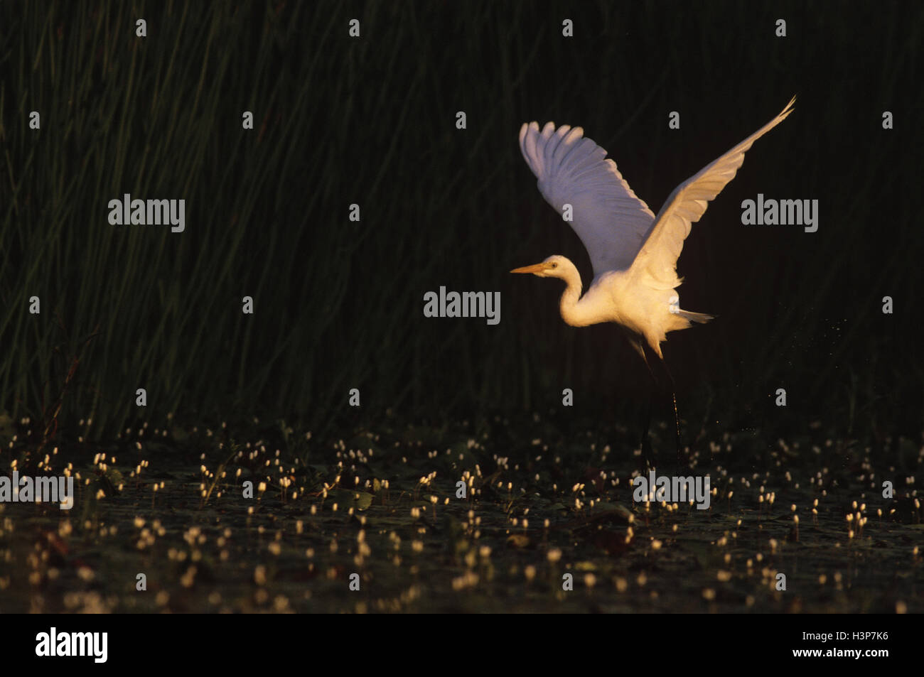 Intermediate egret (Mesophoyx intermedia Stock Photo - Alamy