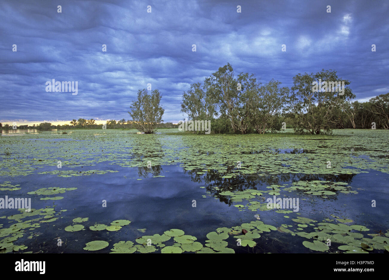 Yellow Water paperbark swamp (Melaleuca spp Stock Photo - Alamy