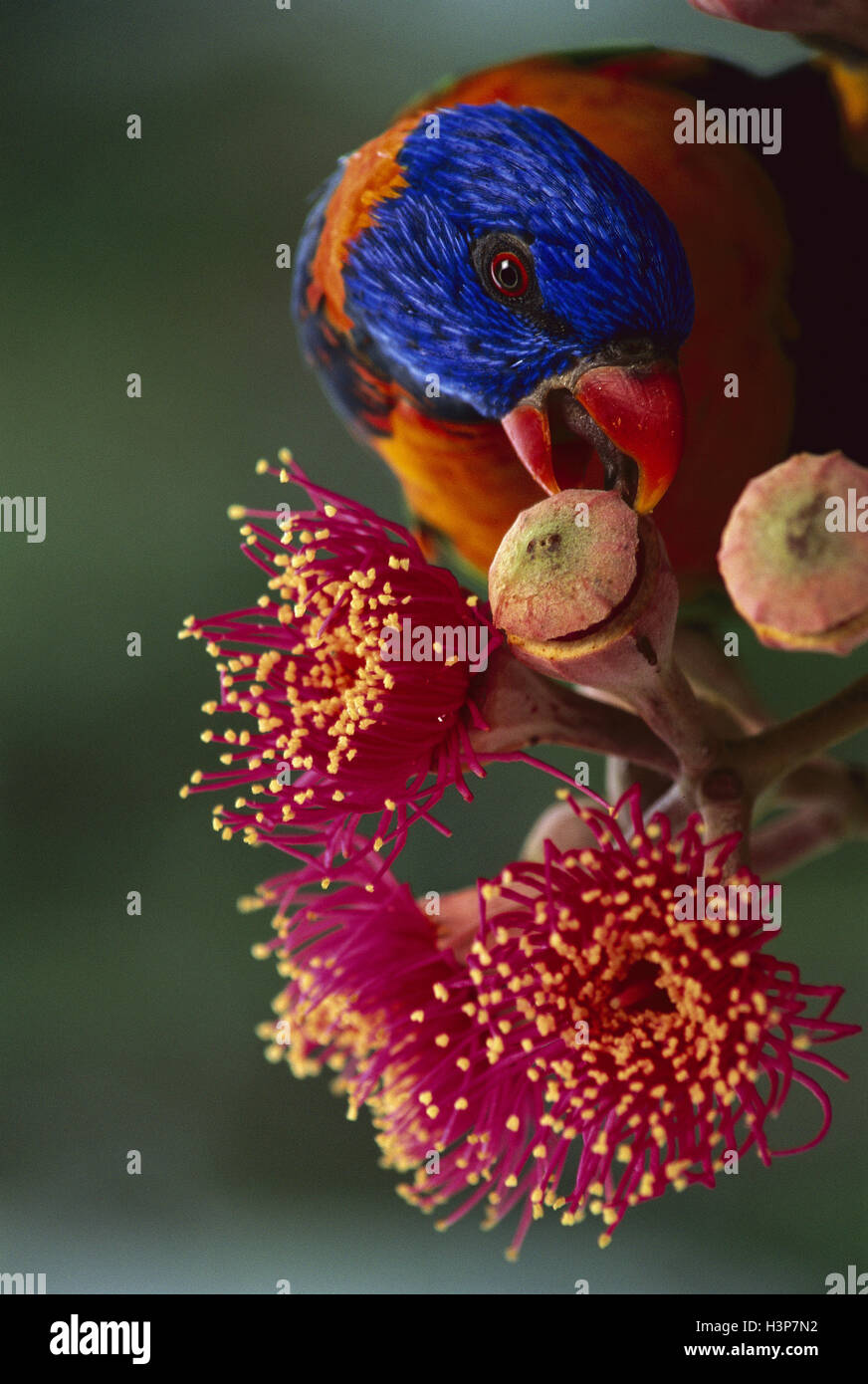 Red-collared lorikeet (Trichoglossus rubritorquis Stock Photo - Alamy