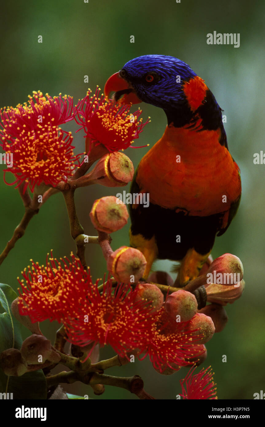 Red-collared lorikeet (Trichoglossus rubritorquis Stock Photo - Alamy