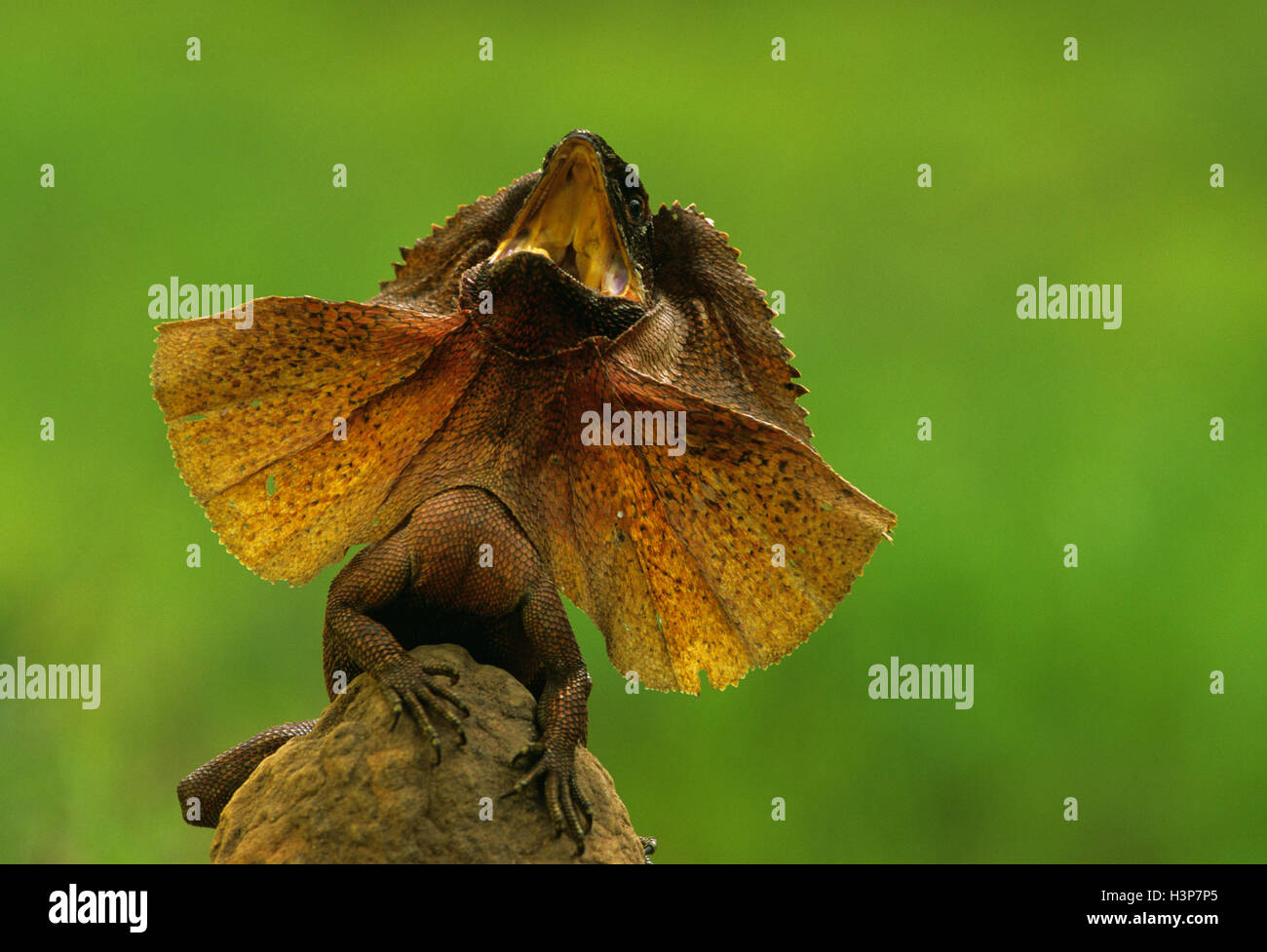 Australian frilled neck lizard hi-res stock photography and images - Alamy