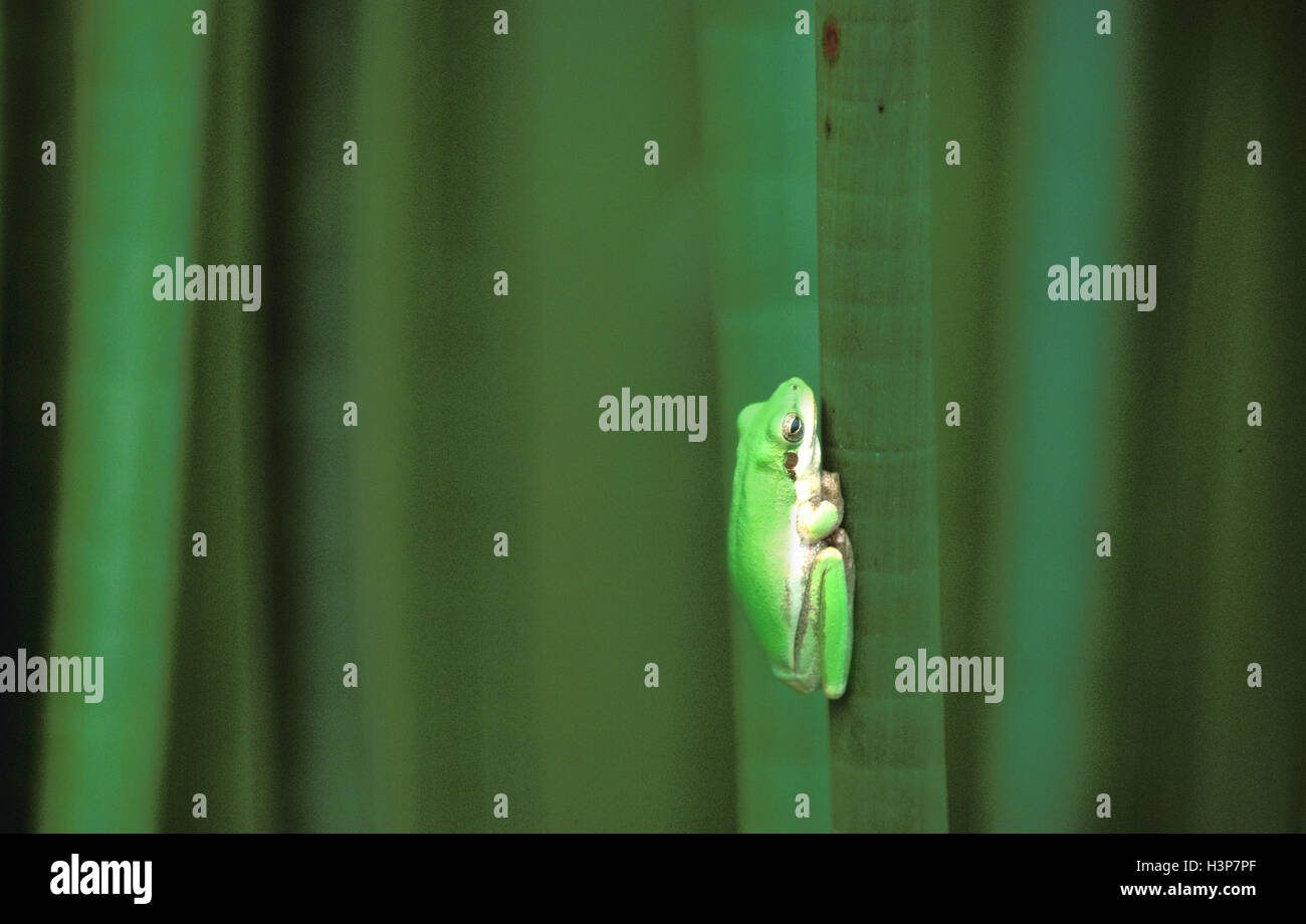 Northern dwarf tree frog (Litoria bicolor Stock Photo - Alamy