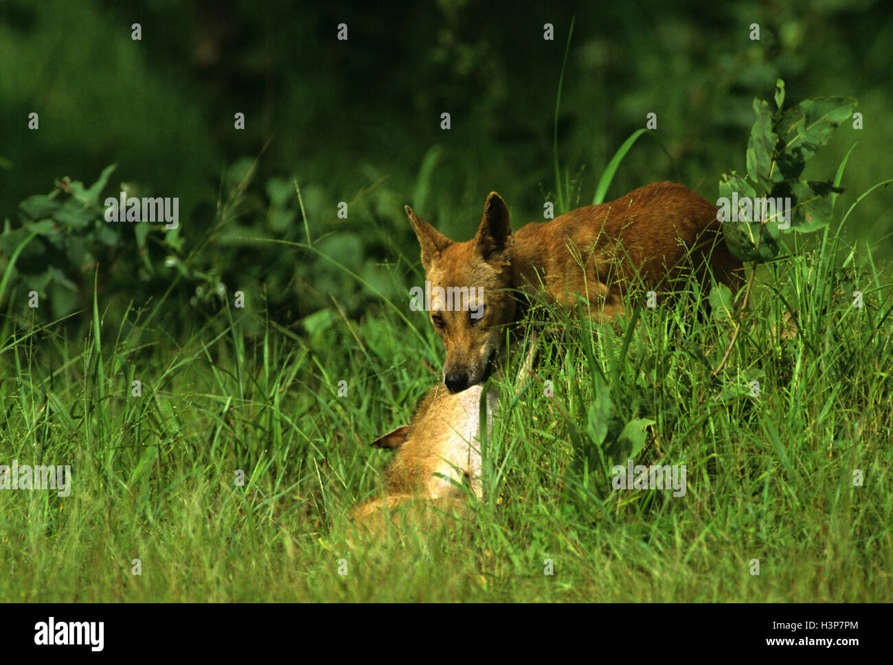 Killed by carnivore hi-res stock photography and images - Alamy