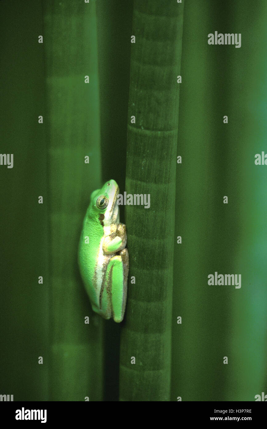 Bicolor tree frog hi-res stock photography and images - Alamy
