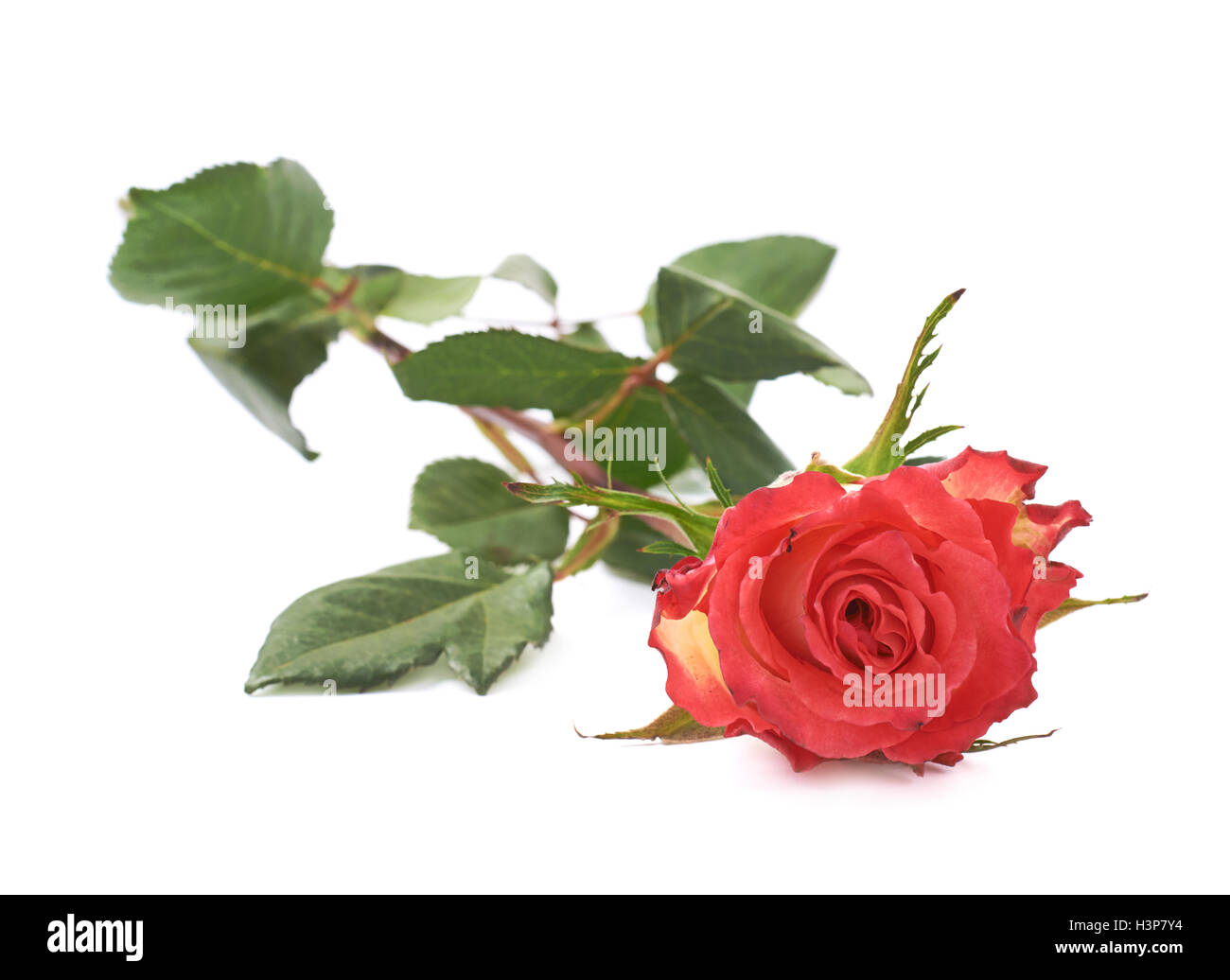 Single red rose isolated lying over the white surface Stock Photo - Alamy