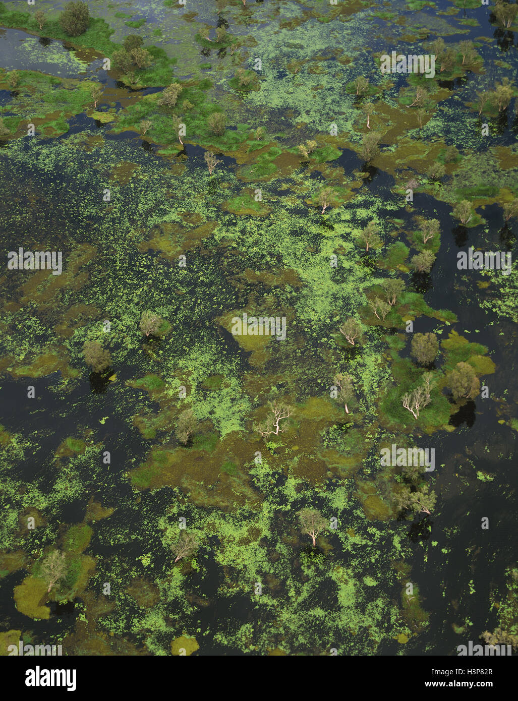 Magela Wetlands paperbark swamp Stock Photo - Alamy