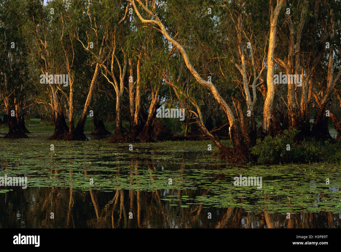 Melaleuca melaleuca hi-res stock photography and images - Alamy