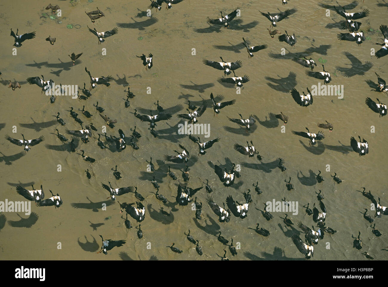 Large flock of mixed species including Magpie geese (Anseranas ...
