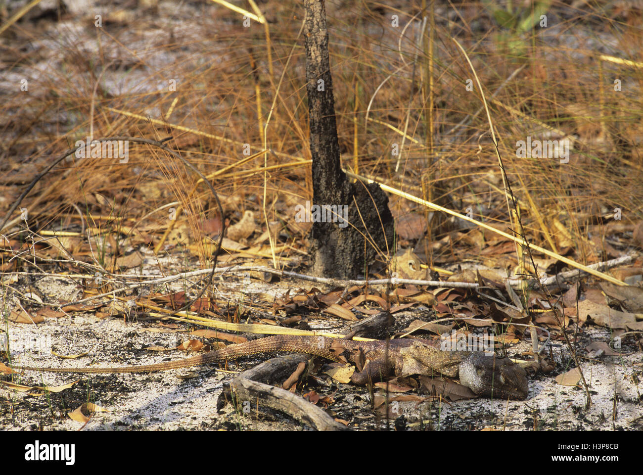 Frilled lizard (Chlamydosaurus kingii Stock Photo - Alamy