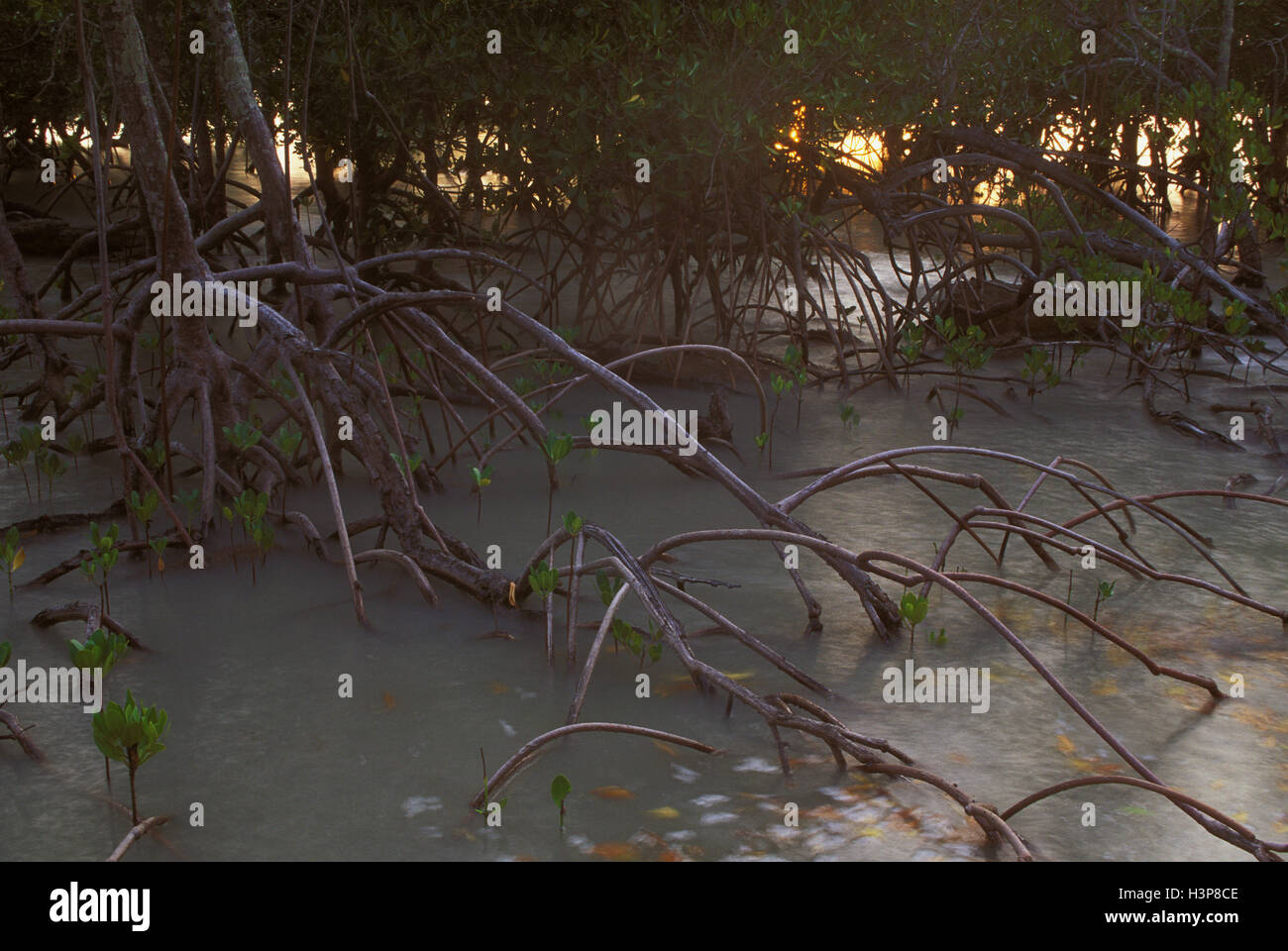 Mangroves (Rhizophora sp Stock Photo - Alamy