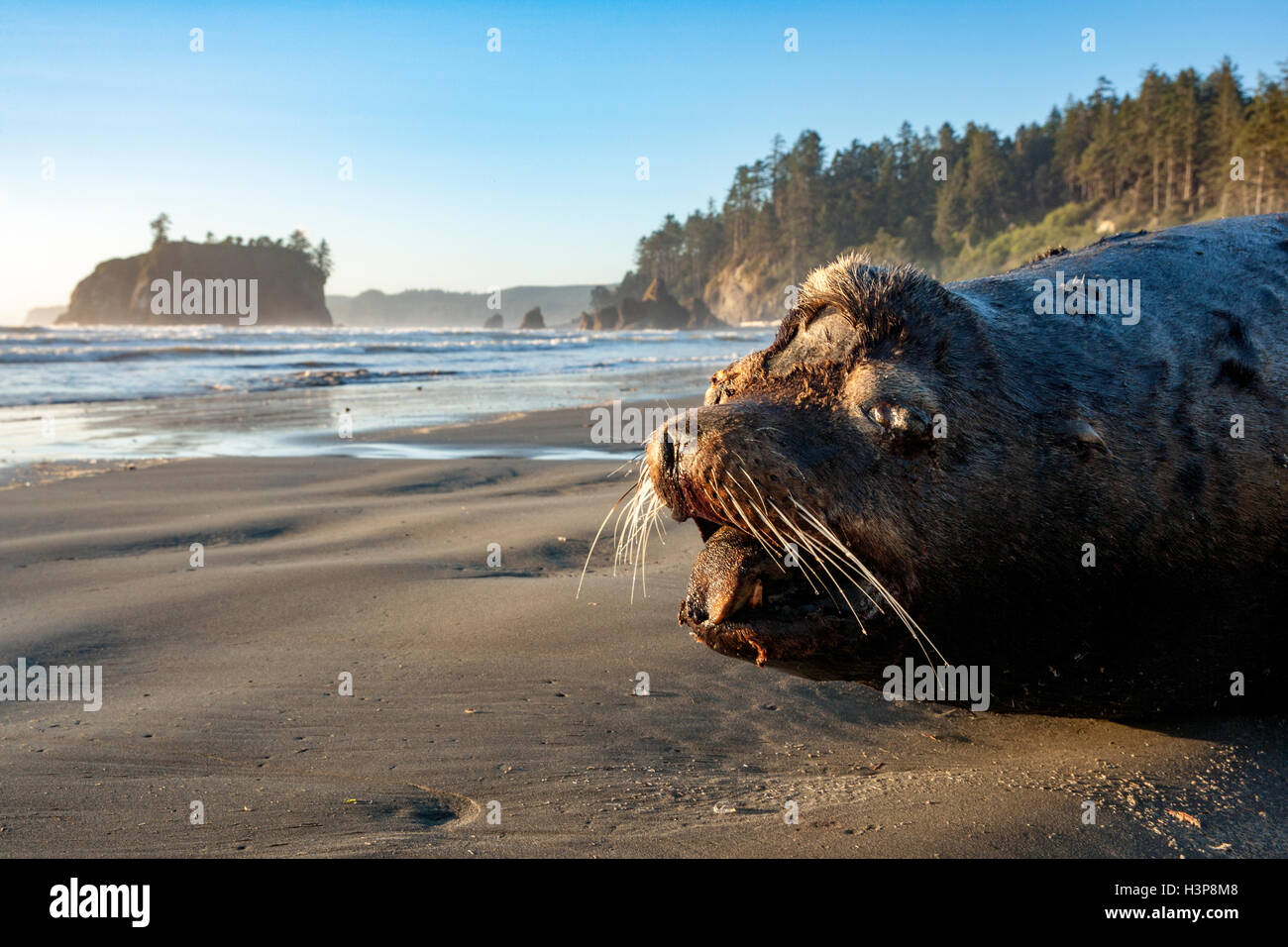 Dead Sea Lion on Ruby Beach - Olympic National Park, near Forks ...