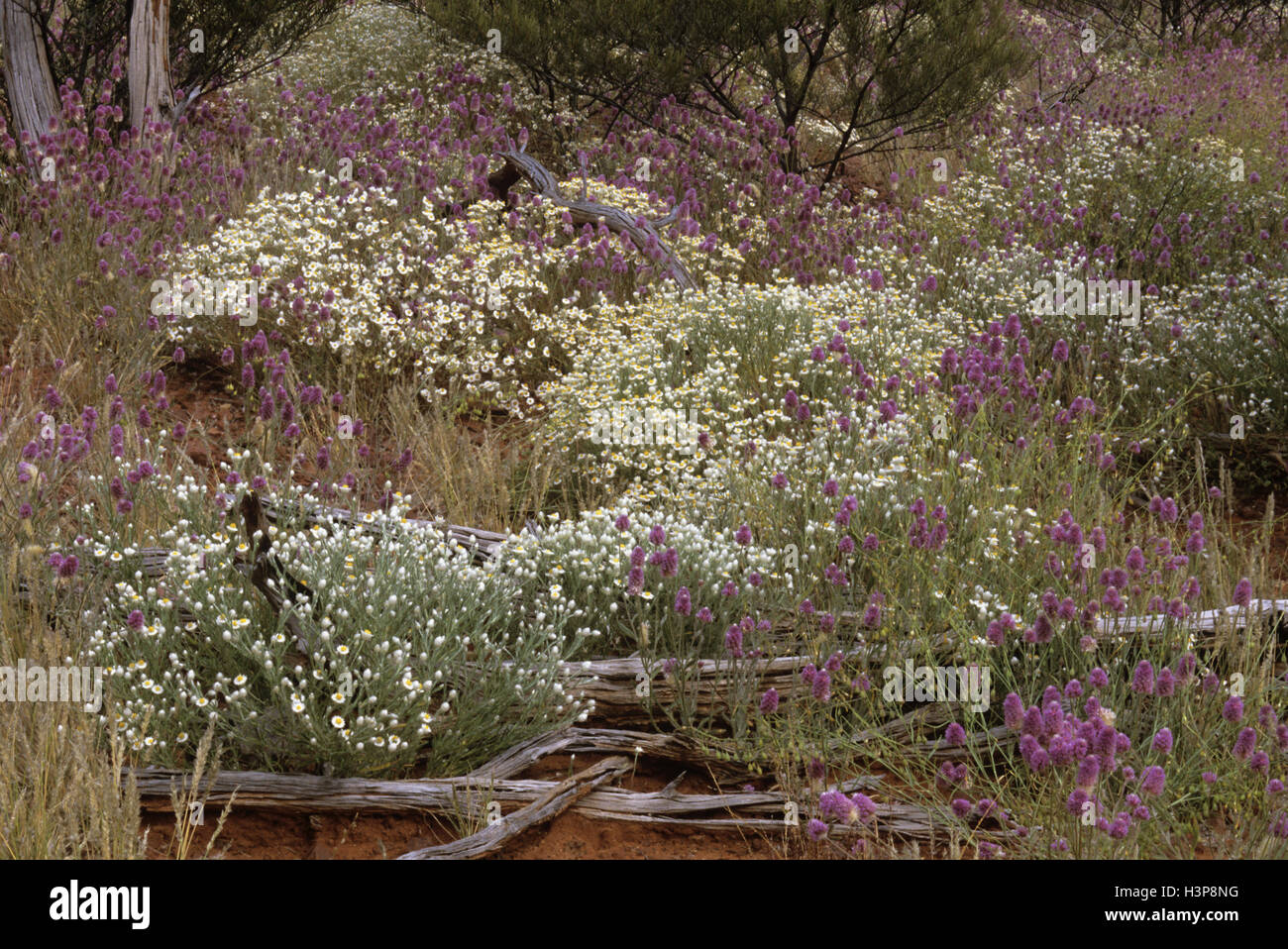 Desert in bloom hi-res stock photography and images - Alamy