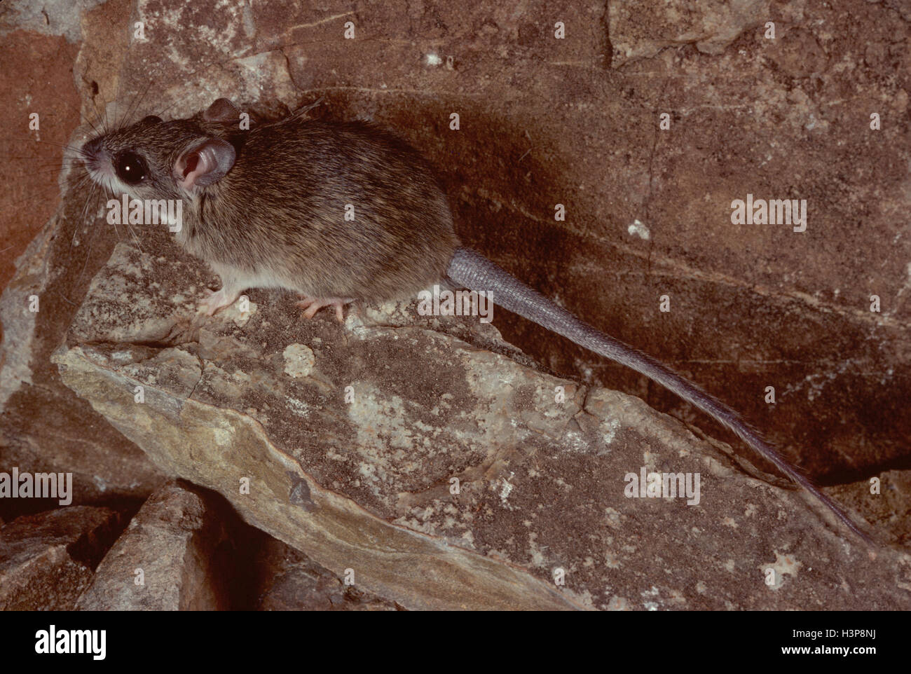 Rock rats hi-res stock photography and images - Alamy
