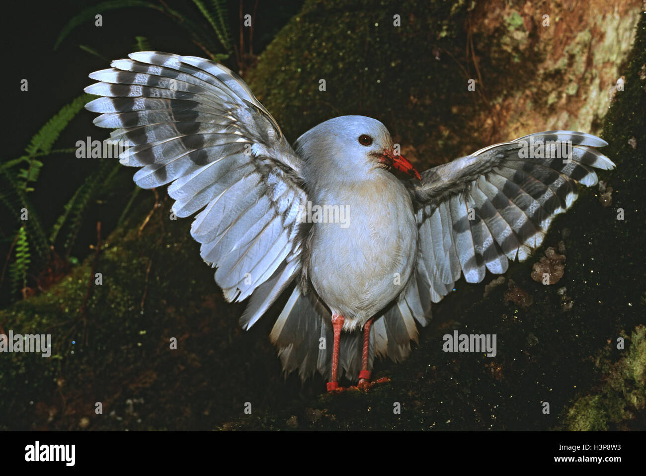 Kagu (Rhynochetos jubatus Stock Photo - Alamy